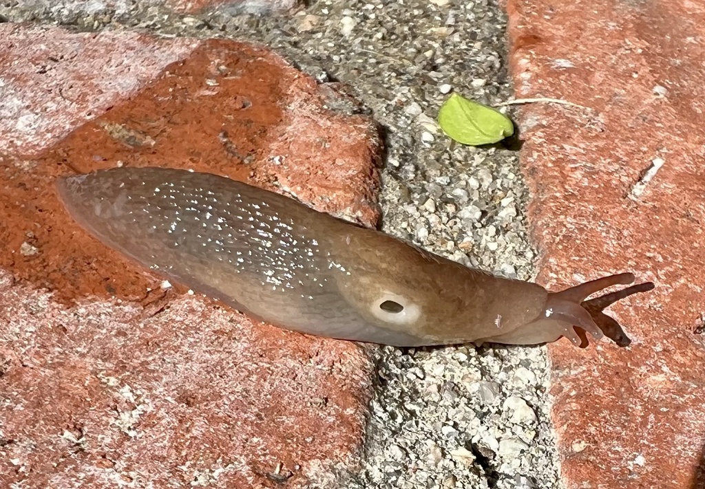 Threeband Slugs from Marin St, La Habra, CA, US on February 23, 2023 at ...