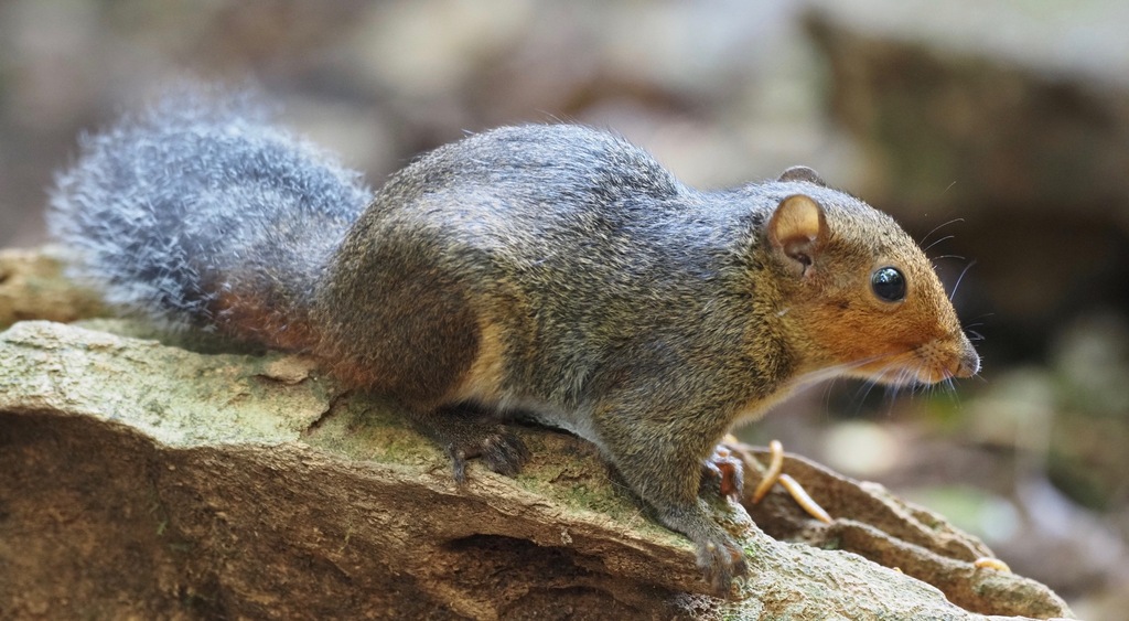 Asian Red-cheeked Squirrel from Da Lat on February 6, 2023 at 04:50 AM ...