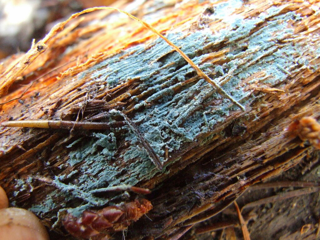 Setas, royas y tizones desde Humboldt County, CA, USA el 07 de febrero ...