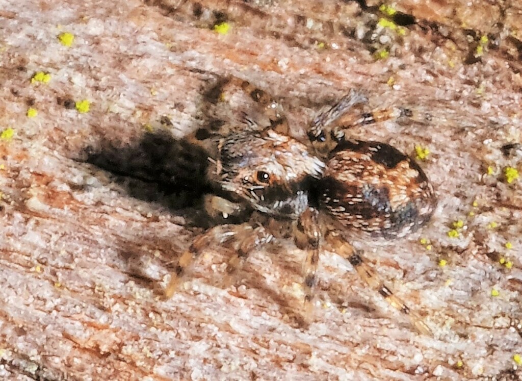 flea jumping spider from Bibb County, GA, USA on February 23, 2023 at ...