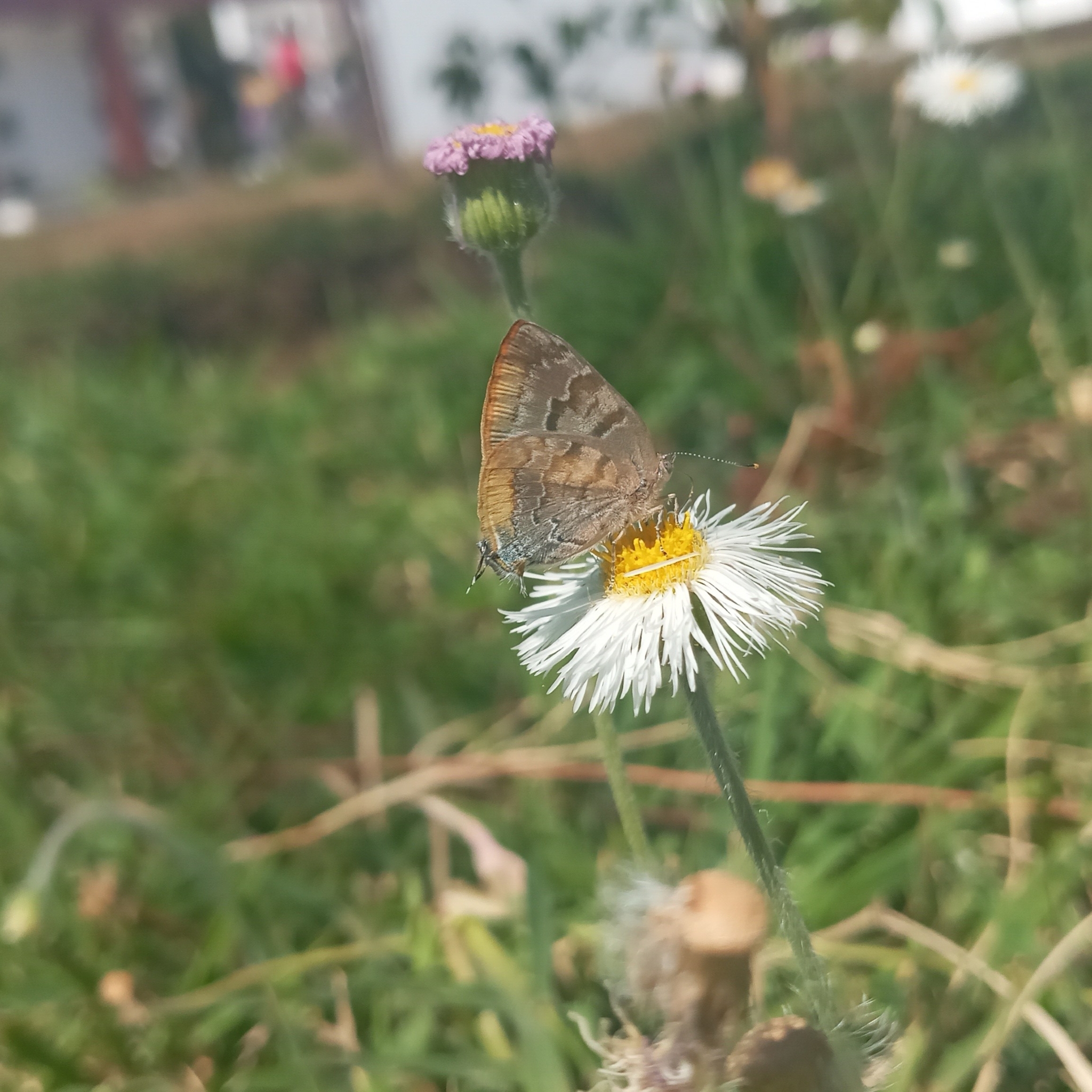 Rekoa palegon (Cramer, 1780)