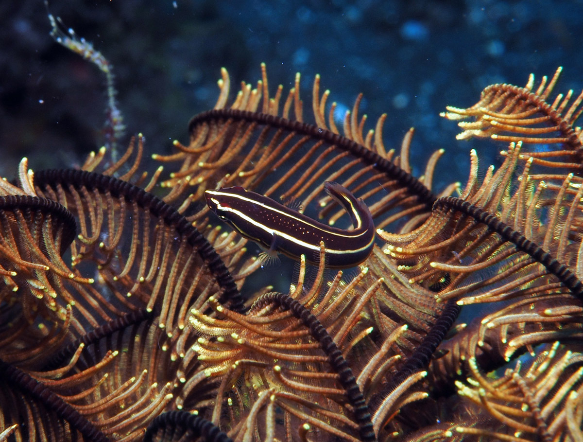 Lepadichthys Waite, 1904