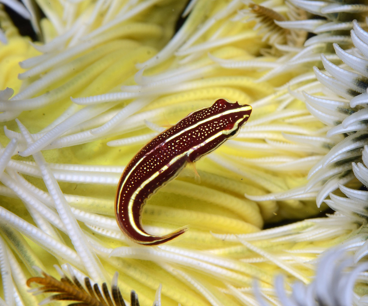 Lepadichthys Waite, 1904