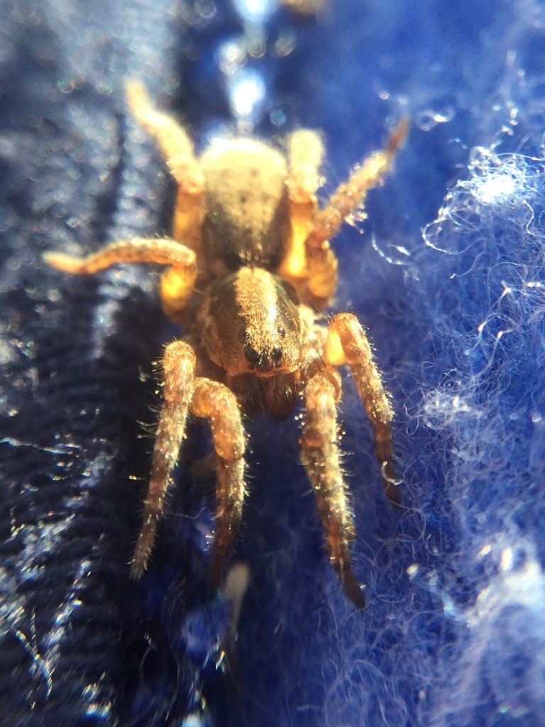 Trochosa sepulchralis in February 2023 by Matthew Lindsey · iNaturalist