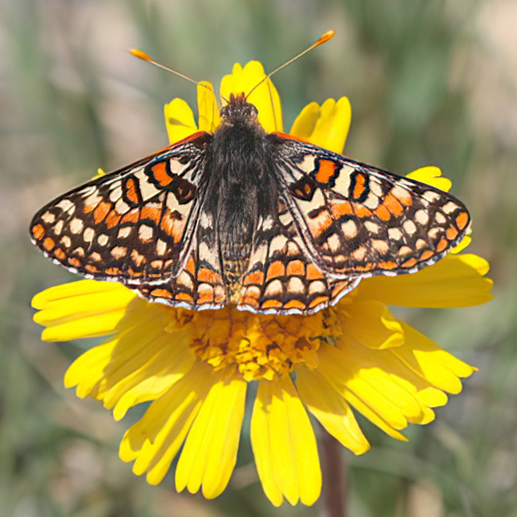Edith's Checkerspot from Piceance- East Douglas HMA, Rio Blanco County ...