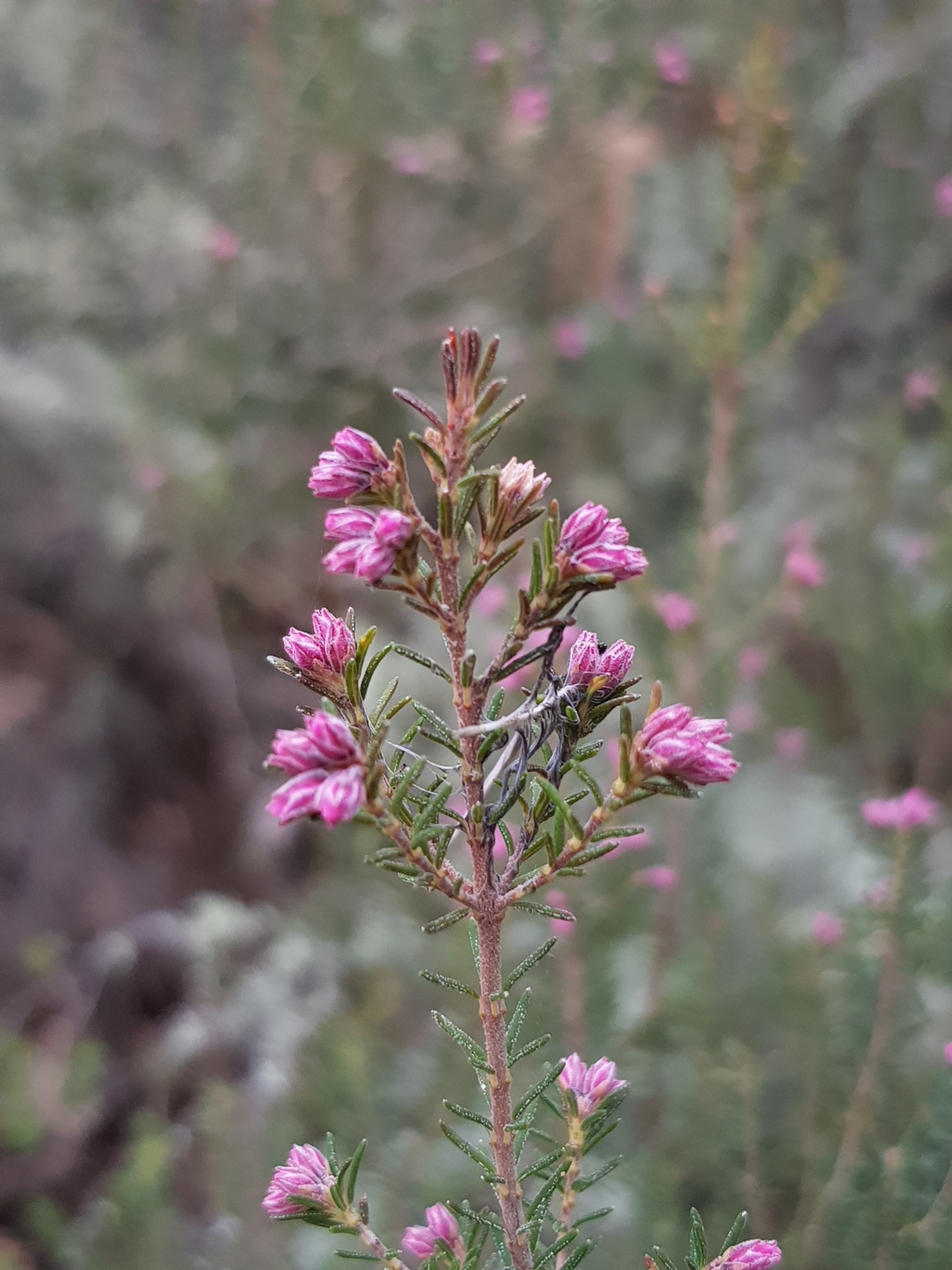 Erica australis L.
