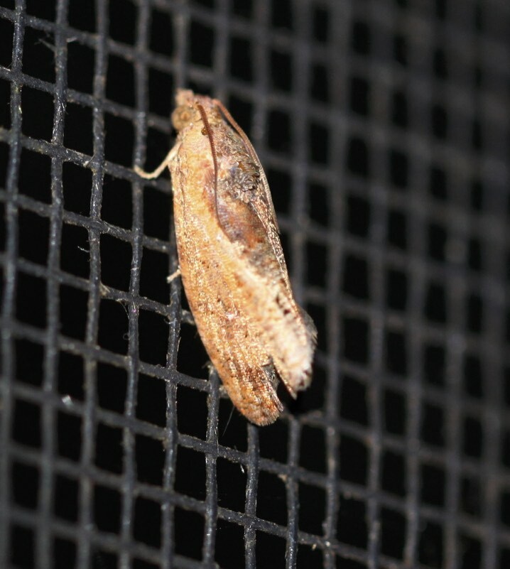 Cryptophlebia ombrodelta (Lower, 1898)