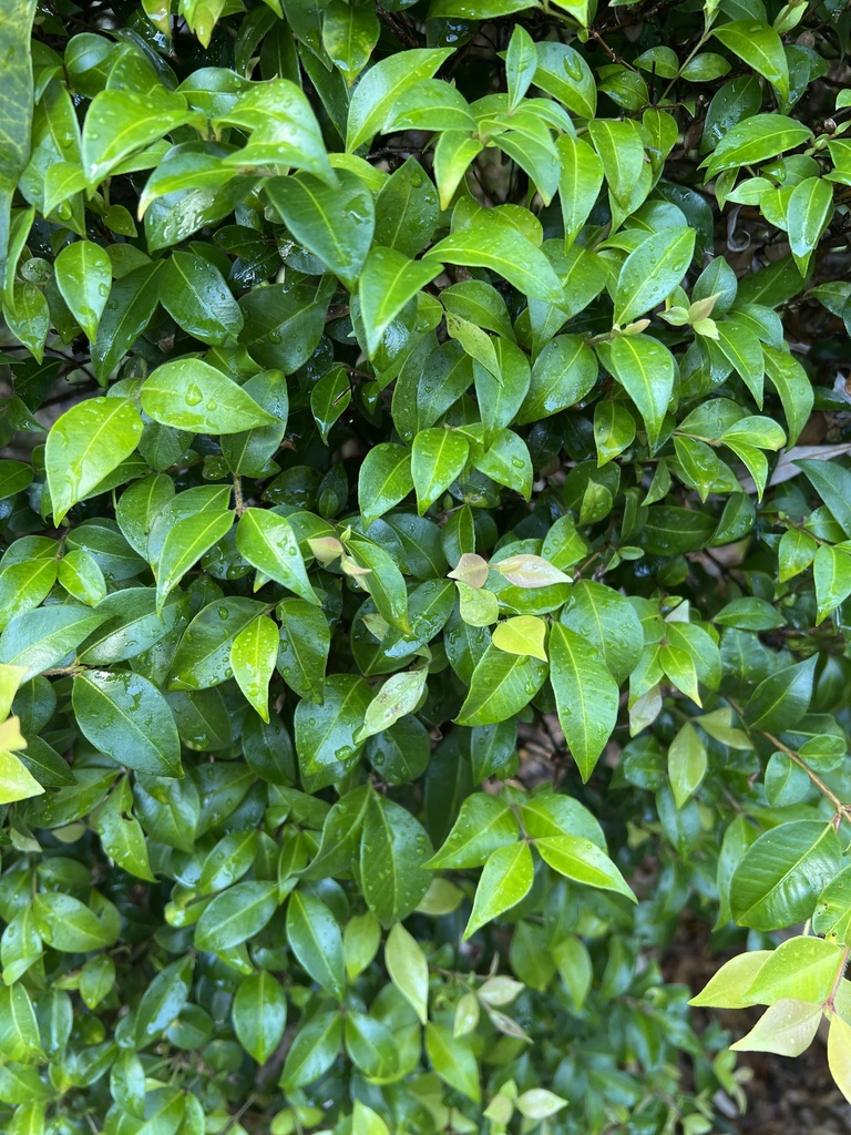 Grey Myrtle from Palm Creek Rd, Tanawha, QLD, AU on February 24, 2023 ...