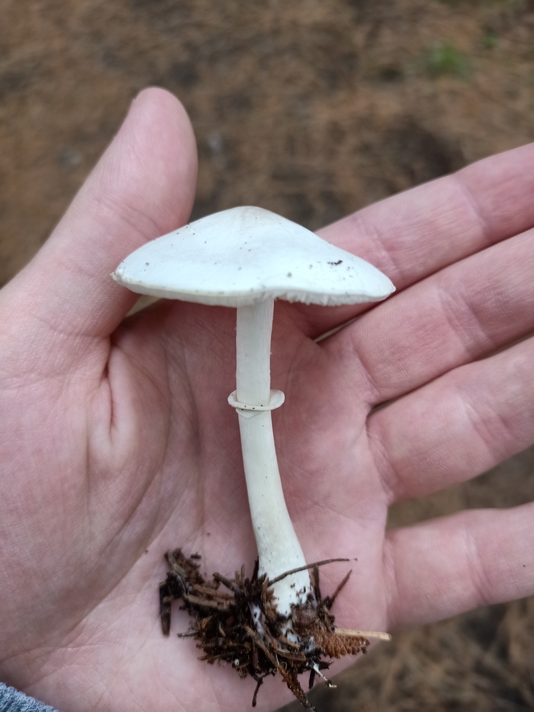 White Dapperling from Foxton Beach, New Zealand on February 24, 2023 at ...