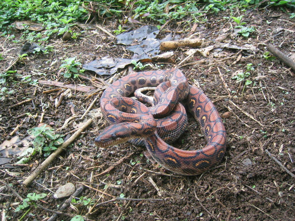 Western Rainbow Boa from Macuma, Ecuador on February 8, 2005 at 11:21 ...