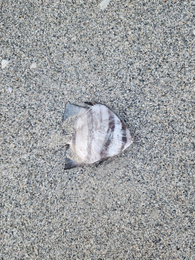 Atlantic Spadefish from Madeira Beach, FL, USA on February 23, 2023 at ...