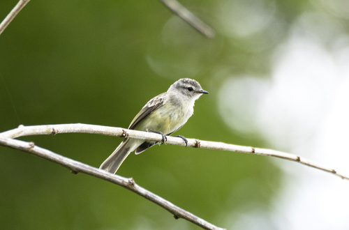 Subspecies Nesotriccus murinus murinus · iNaturalist