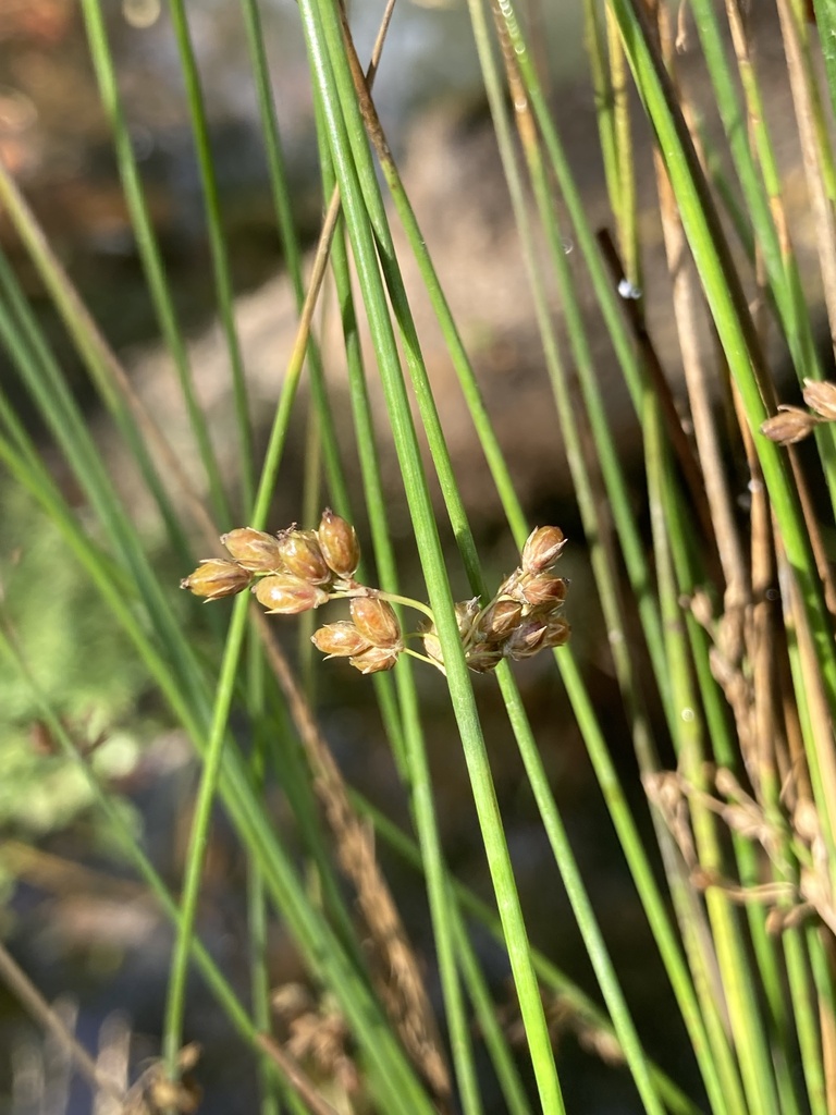 Loose-flowered Rush from Venables St, Macclesfield, SA, AU on February ...