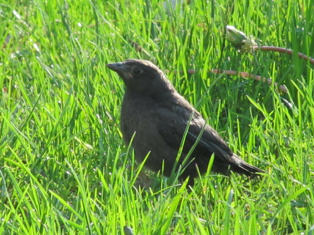 Common Grackle from W cedar St, Boyne City, MI 49712, USA on May 08 ...