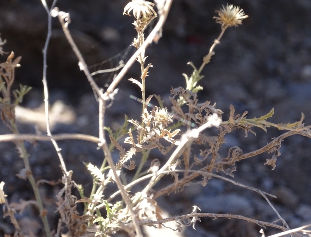 Spiny Goldenweed from 98230 Zac., México on February 23, 2023 at 12:02 ...