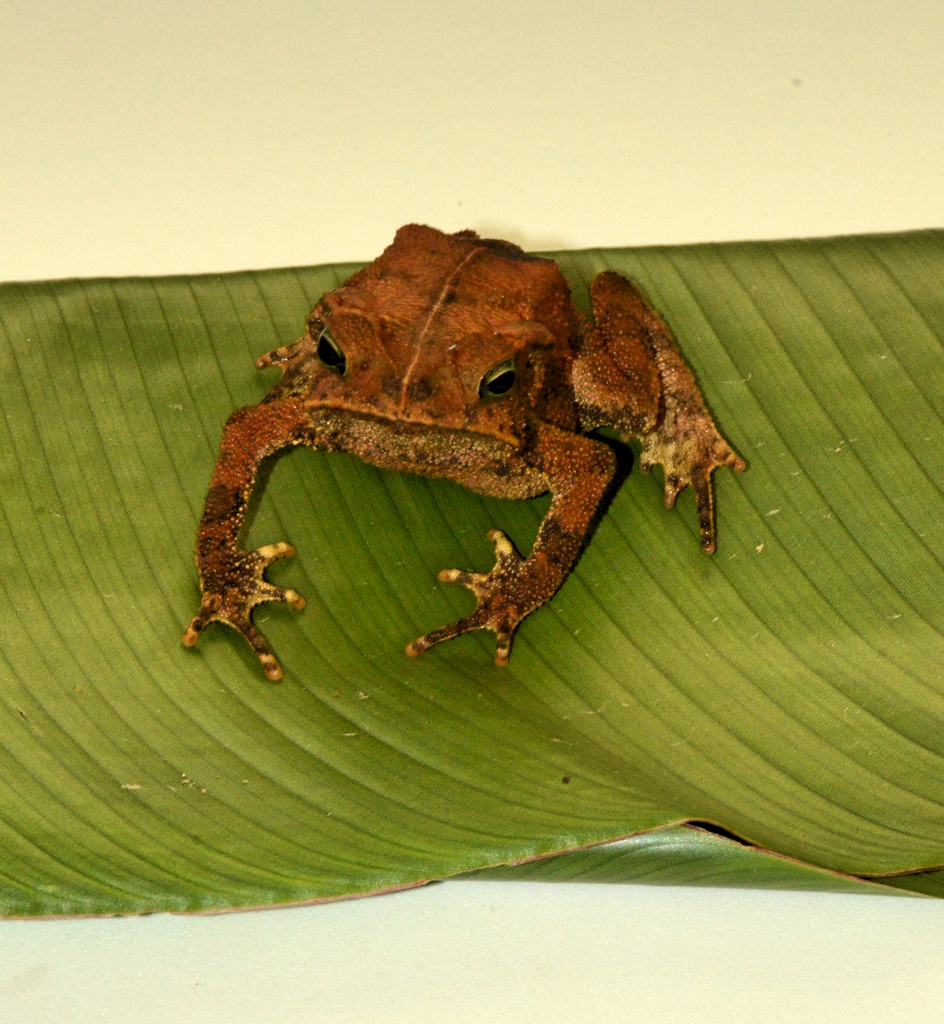 South American Common Toad (Anfibios de (Amphibian of) Nilo, Cundinamarca, Colombia.) · iNaturalist