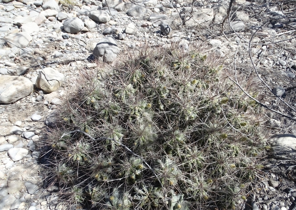 Echinocereus enneacanthus enneacanthus from Twitty, TX 79079, EE. UU ...