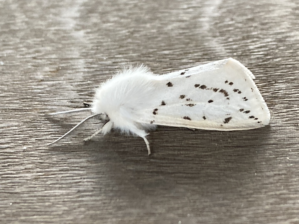 Agreeable Tiger Moth from FM-848, Tyler, TX, US on February 23, 2023 at ...