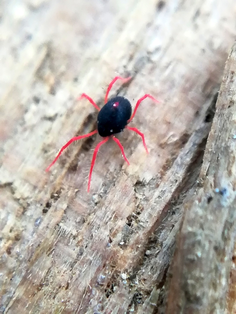 Penthaleus from 22950 Trégueux, France on February 20, 2023 at 04:53 PM ...