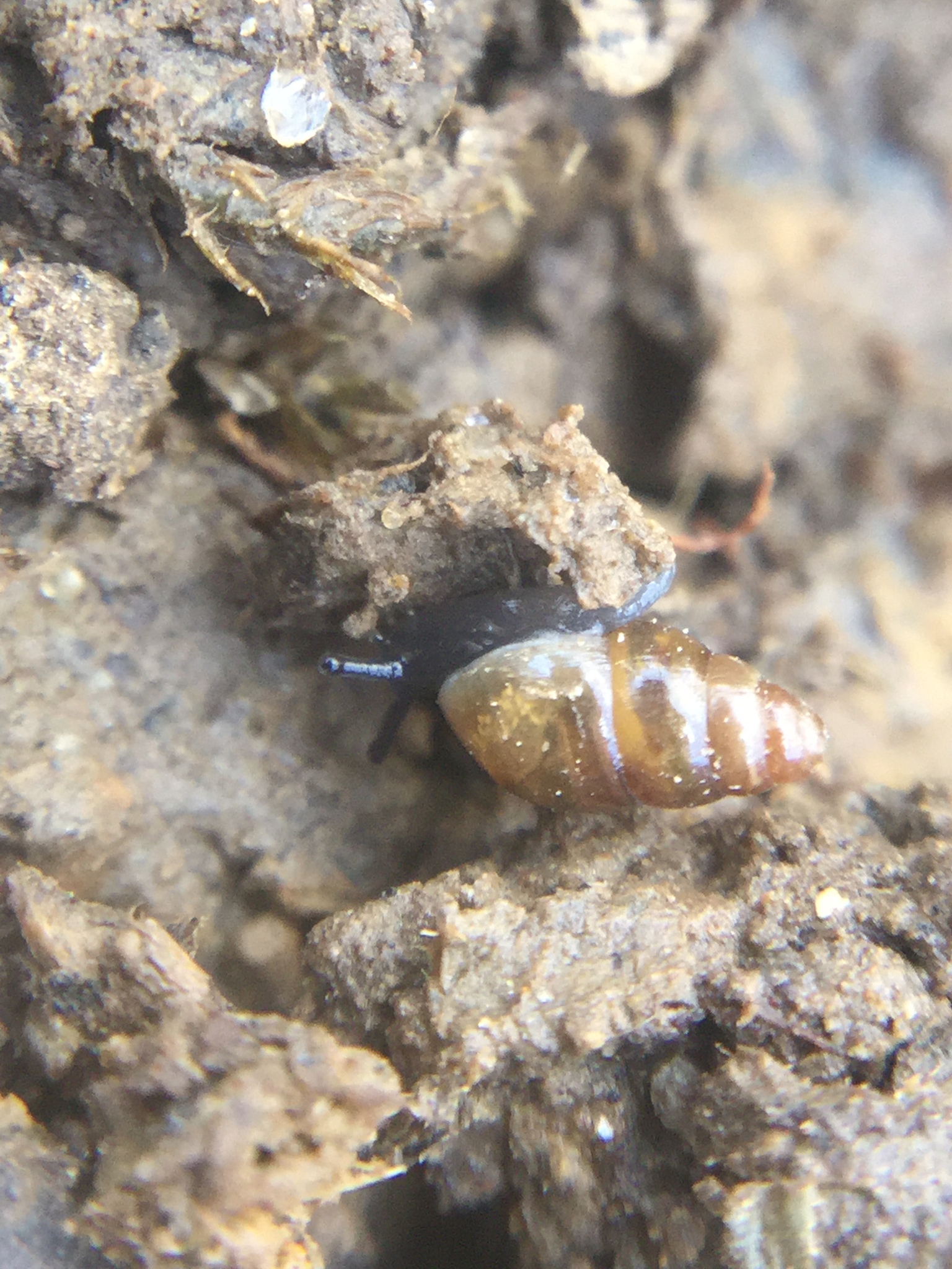 Cochlicopa A.Férussac, 1821