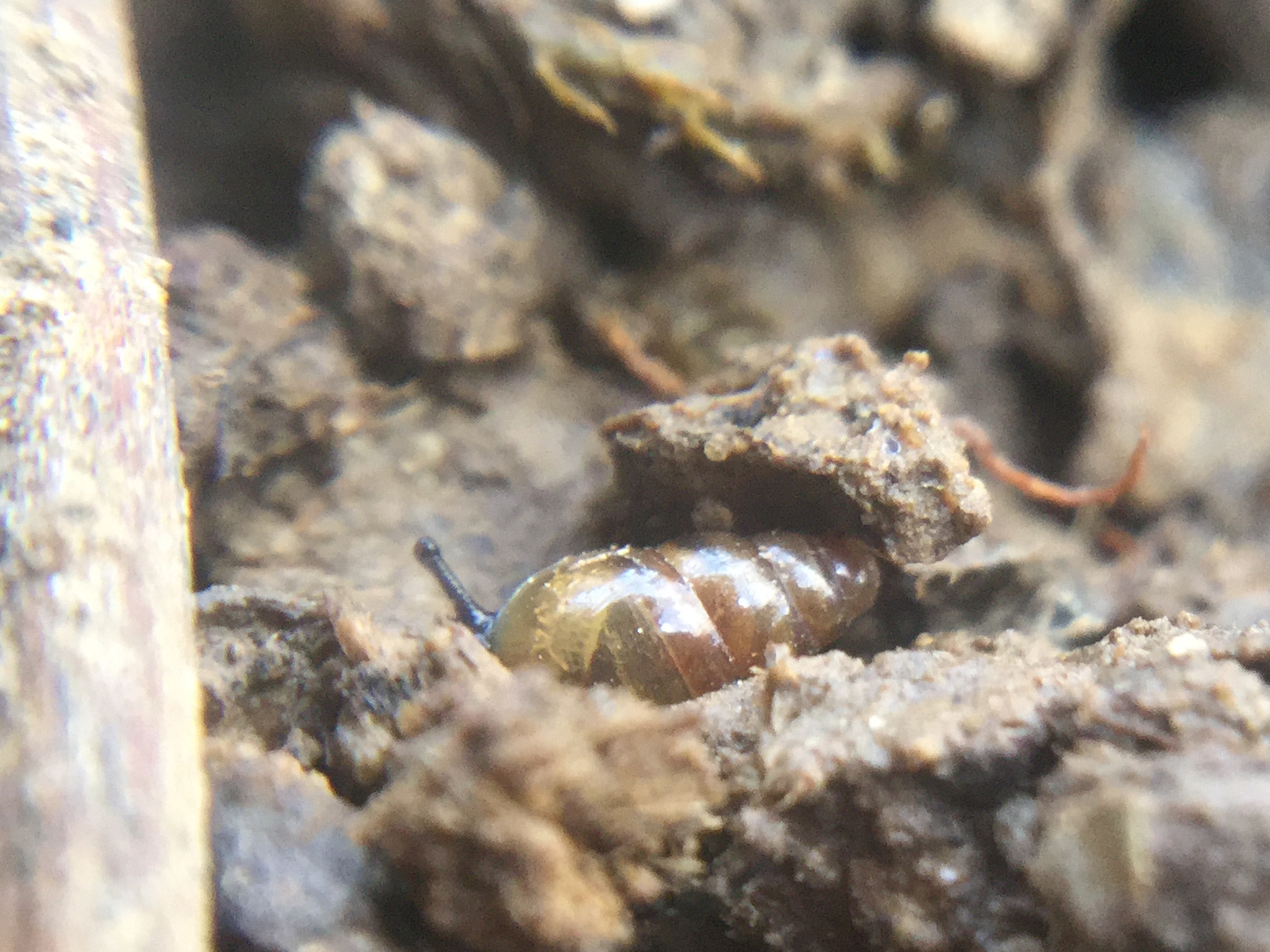 Cochlicopa A.Férussac, 1821