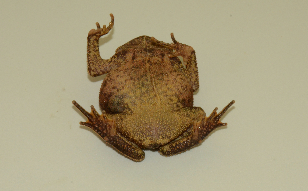South American Common Toad (Anfibios de (Amphibian of) Nilo, Cundinamarca, Colombia.) · iNaturalist