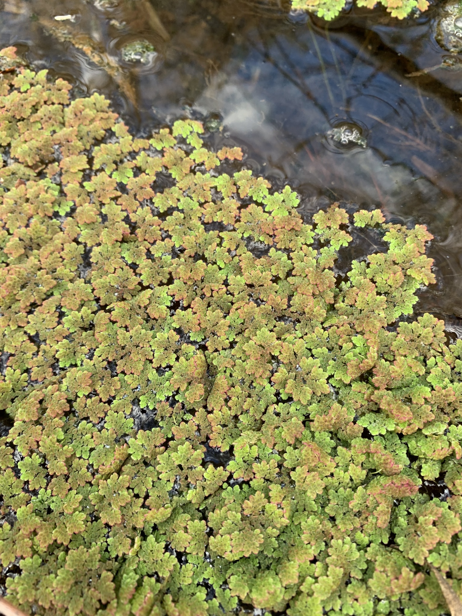 Azolla filiculoides Lam.