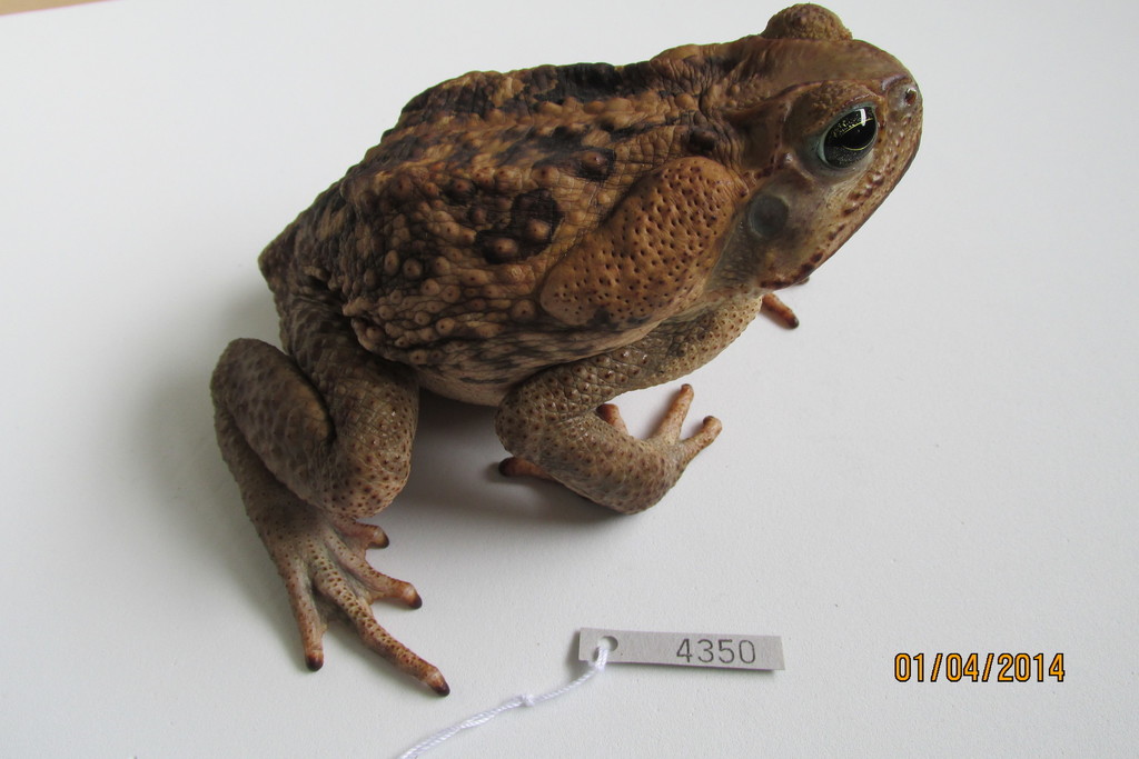 Cane Toad (Anfibios de (Amphibian of) Nilo, Cundinamarca, Colombia ...
