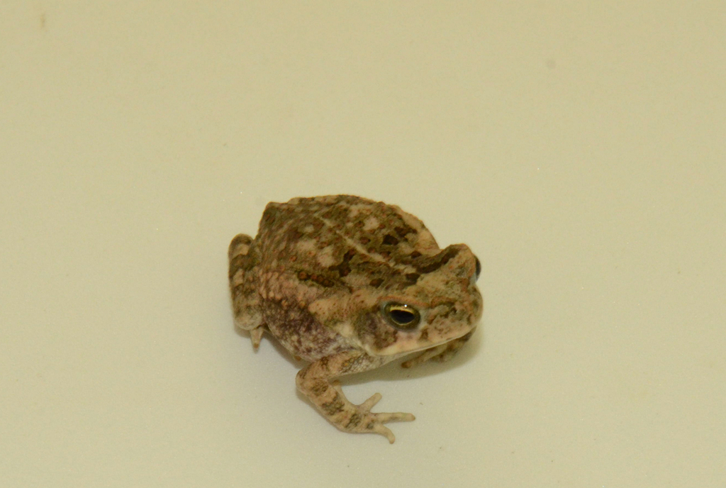 Cane Toad (Anfibios de (Amphibian of) Nilo, Cundinamarca, Colombia ...