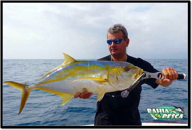 Yellow Jack (Caranx bartholomaei) - Marine Life Identification