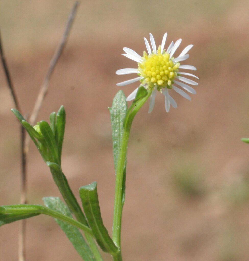 Calotis breviseta from Kununurra WA 6743, Australia on December 30 ...