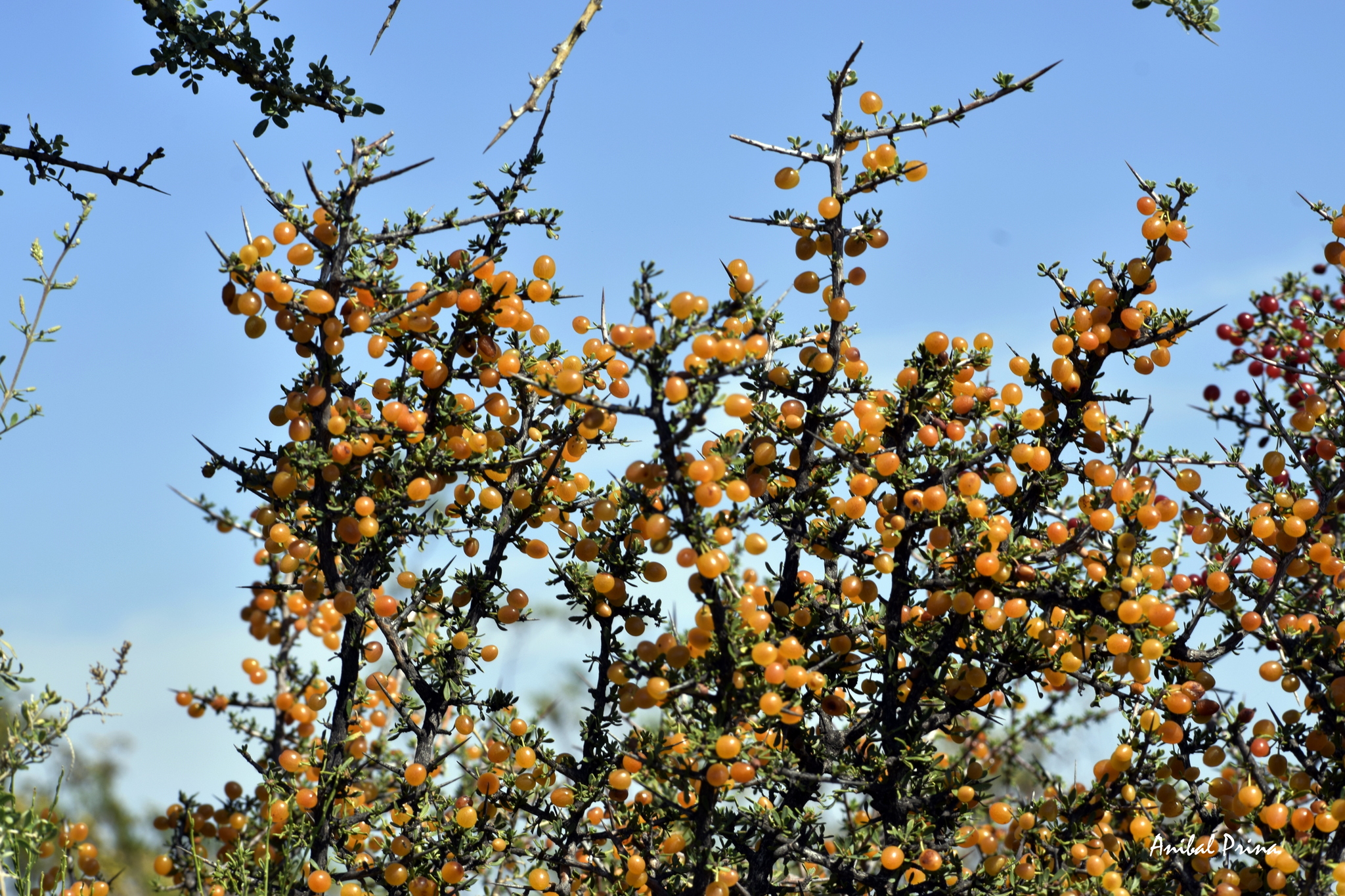 Condalia microphylla Cav.