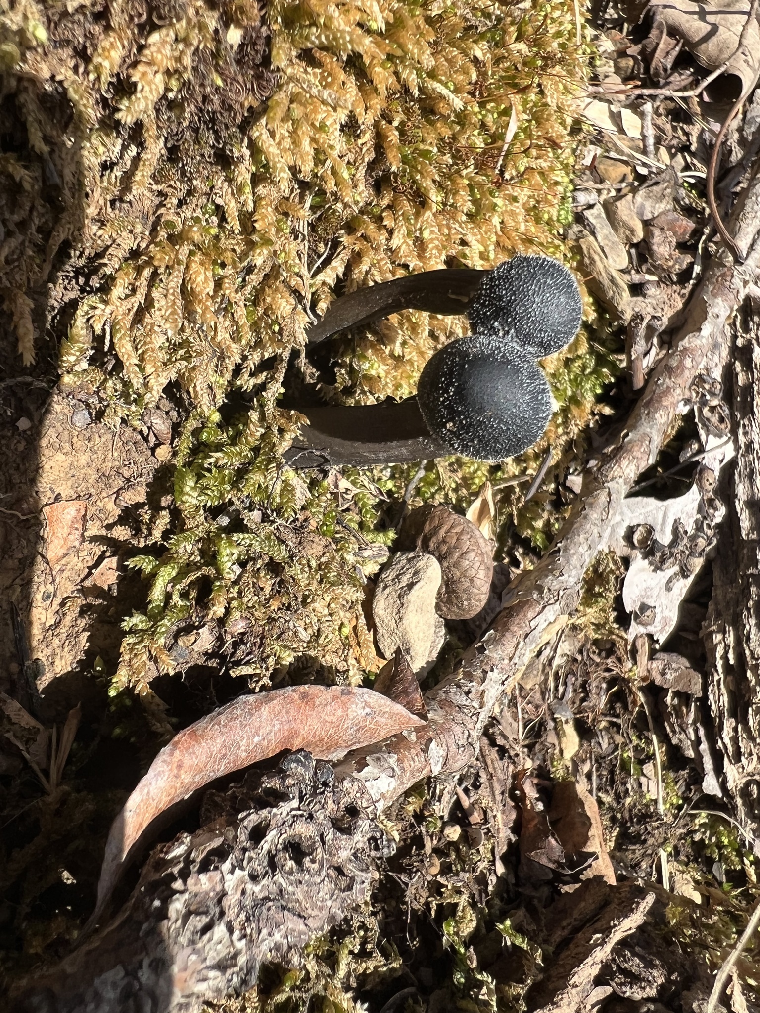 Tolypocladium W.Gams, 1971
