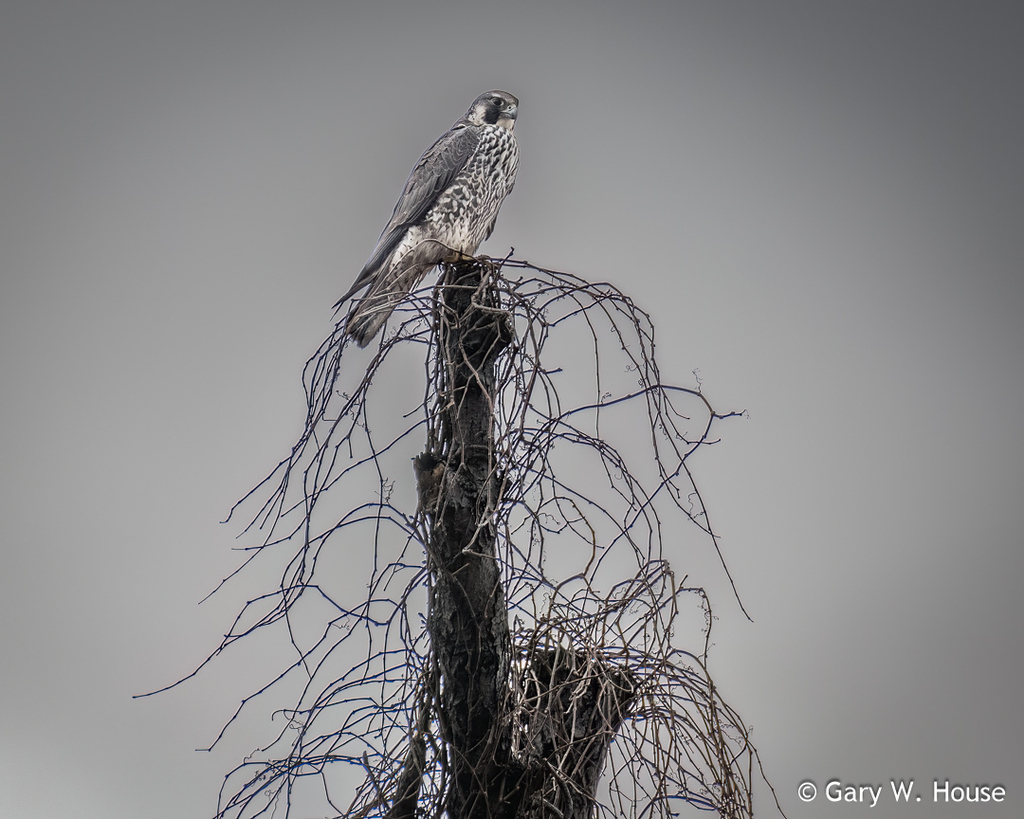 Peregrine Falcon from Theodore Roosevelt Island, Washington, DC, USA on ...