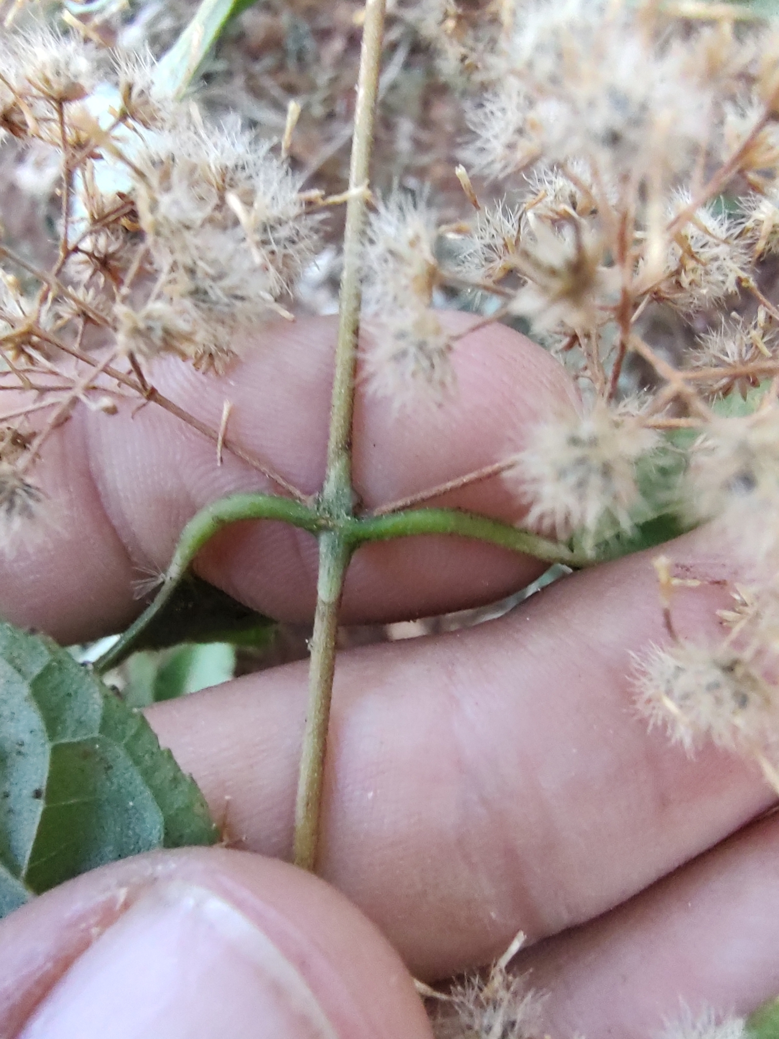 Ageratina areolaris (DC.) D.Gage ex B.L.Turner