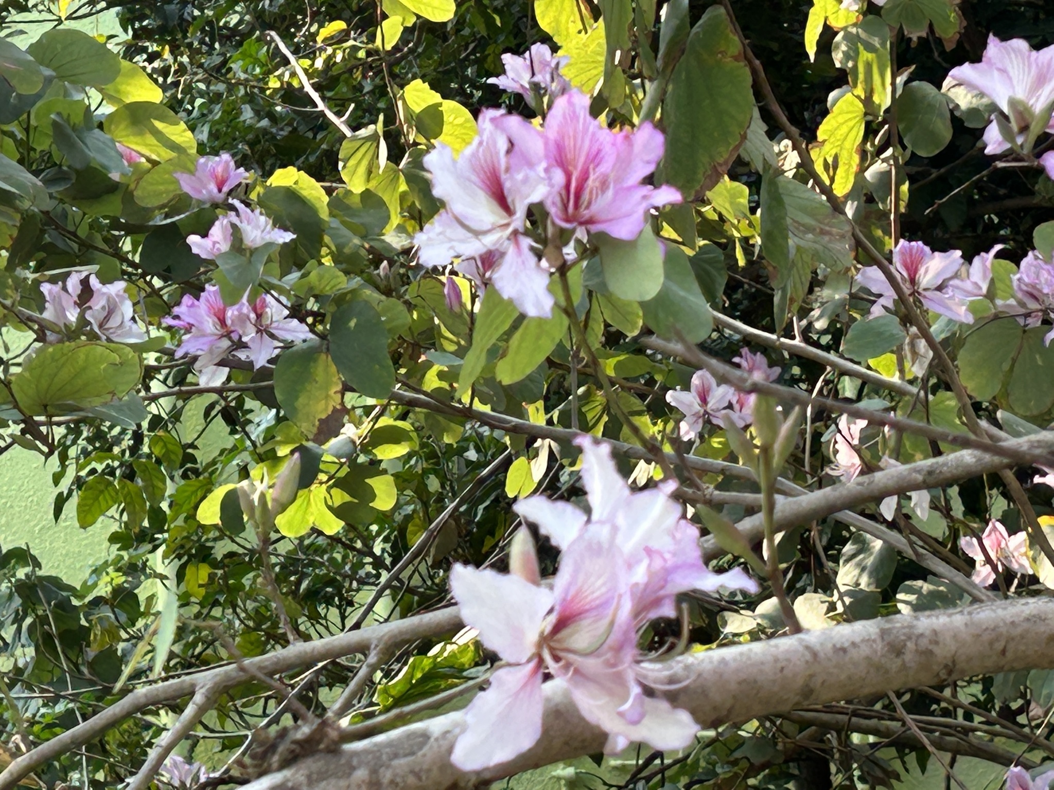 Bauhinia variegata L.