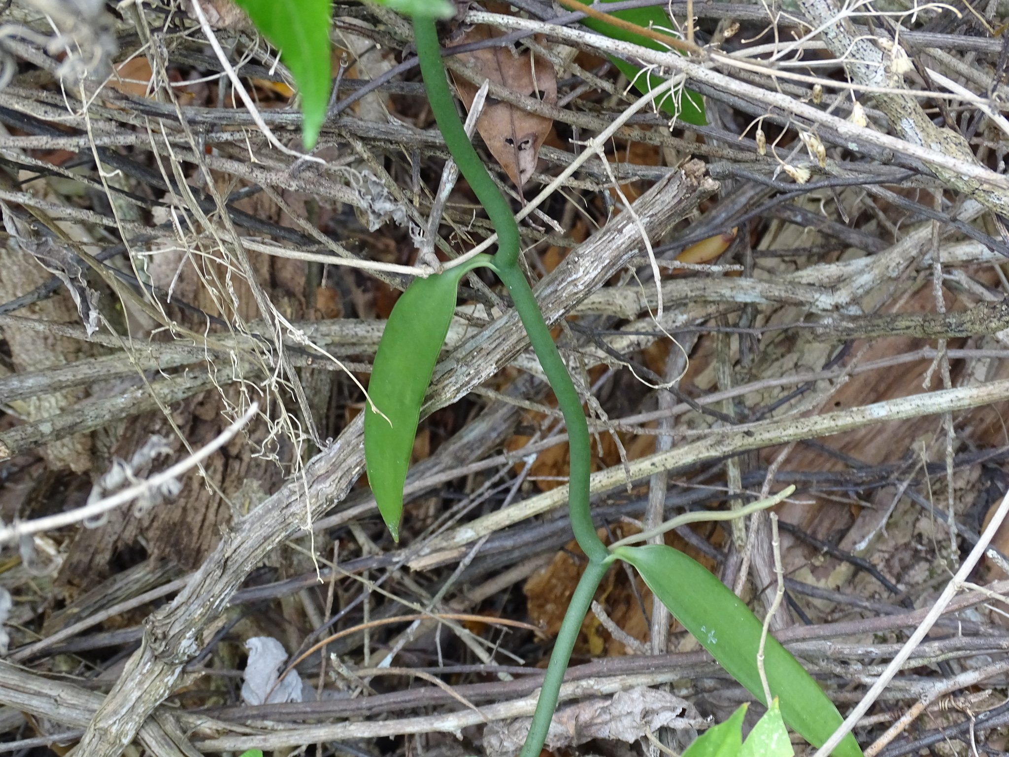 Vanilla insignis Ames