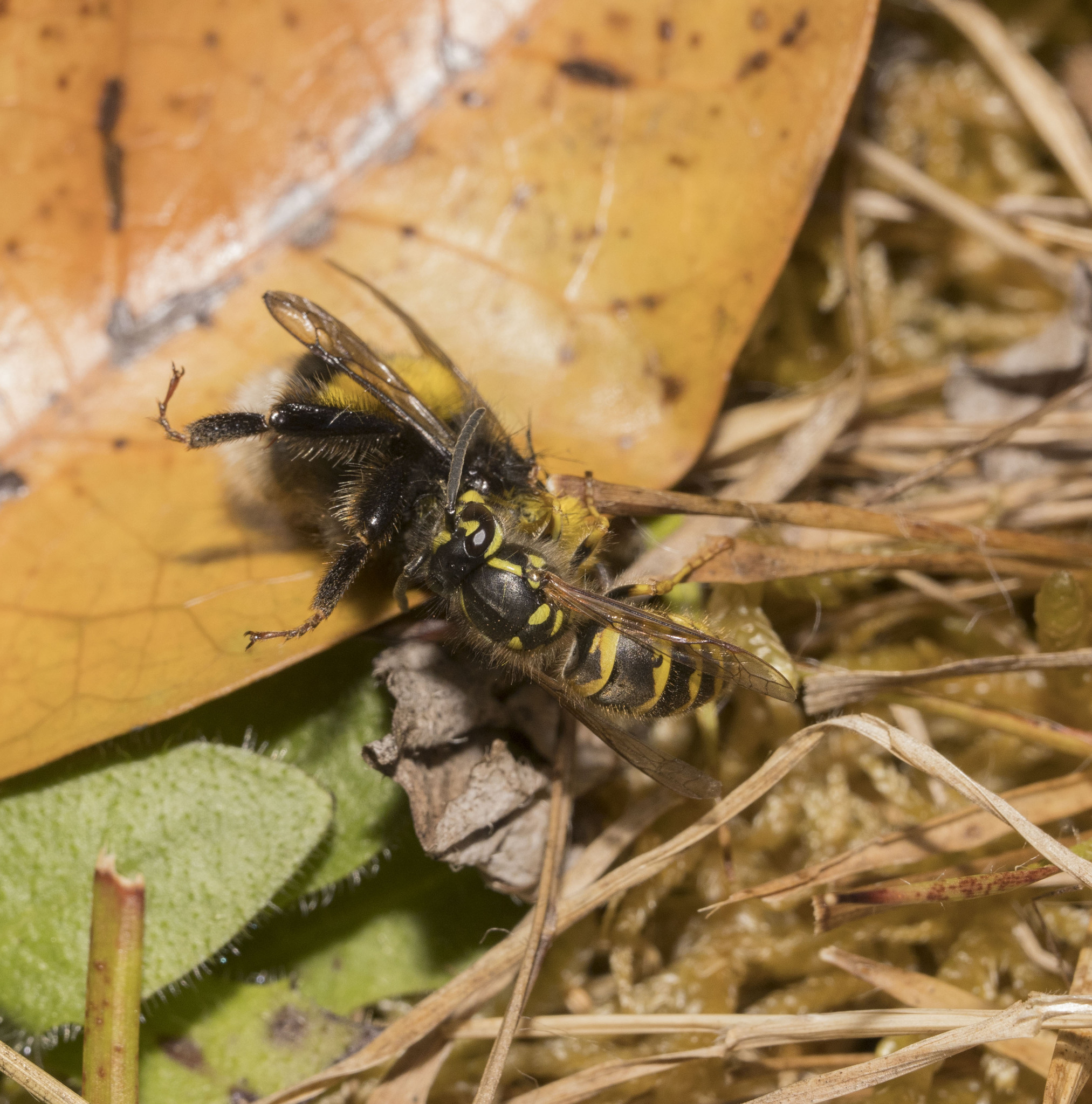 Vespula vulgaris (Linnaeus, 1758)