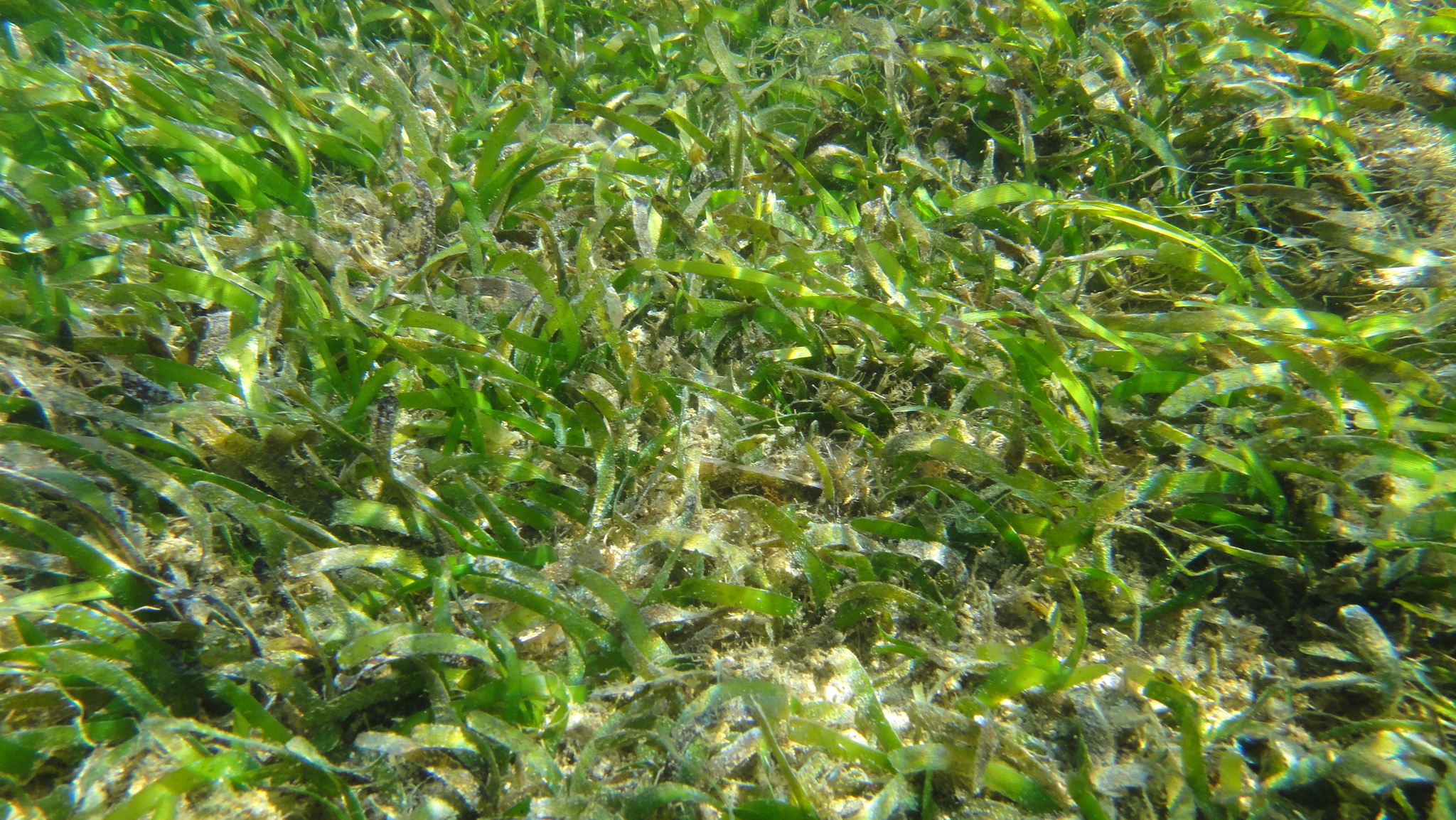 Thalassia hemprichii (Ehrenb. ex Solms) Asch.