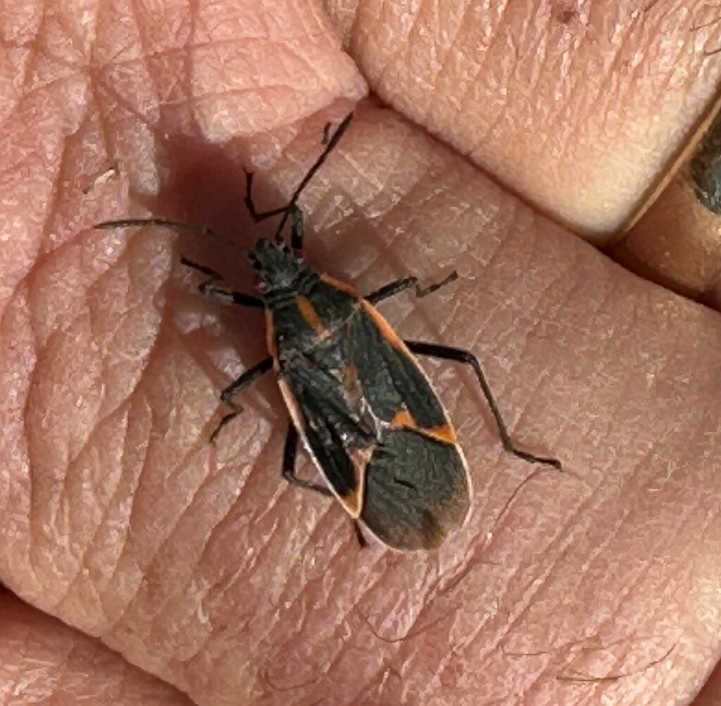 Eastern Boxelder Bug from Tapawingo Rd. at Turkey Creek, Jefferson Co ...