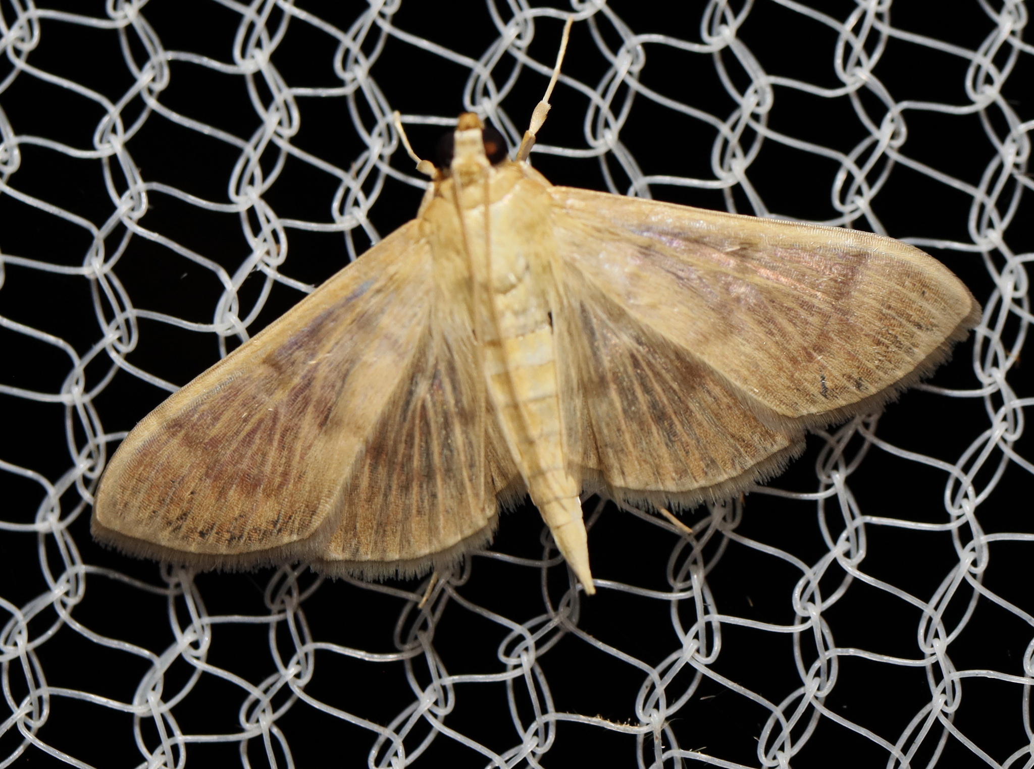 Patania sabinusalis (Walker, 1859)