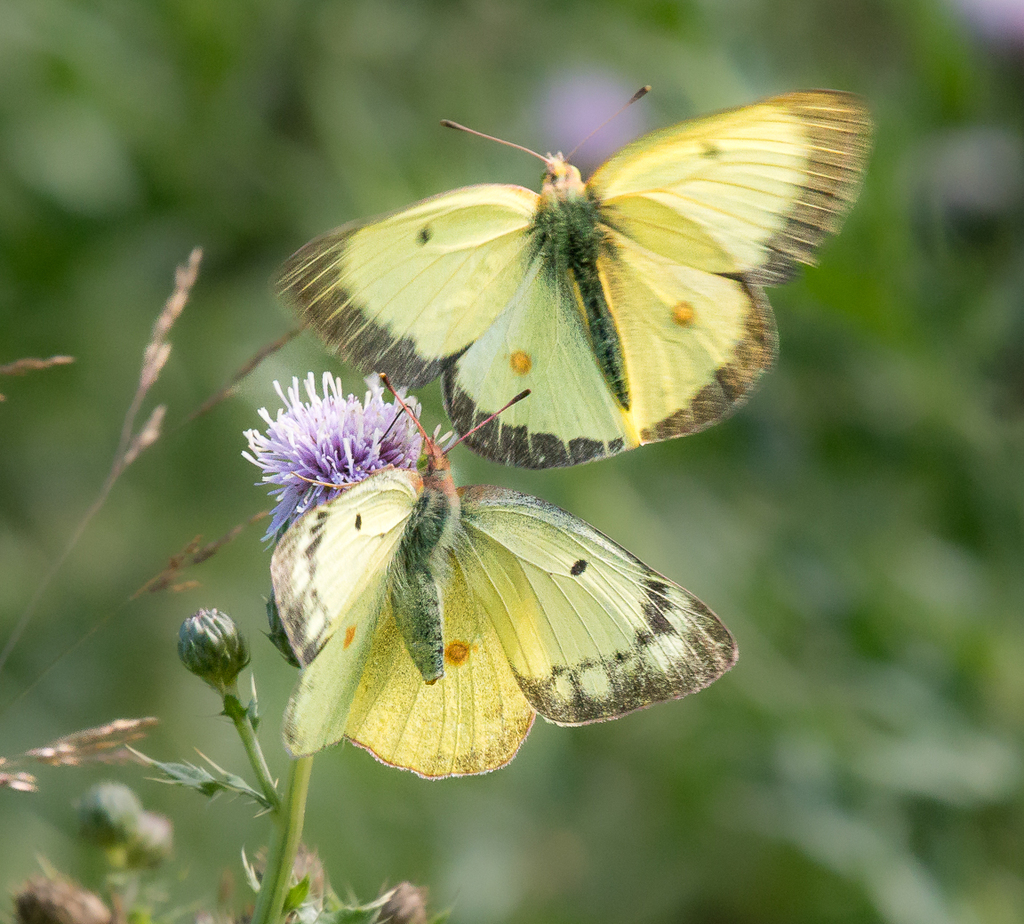 Clouded Sulphur from Vanderhoof, BC V0J, Canada on August 30, 2022 at ...