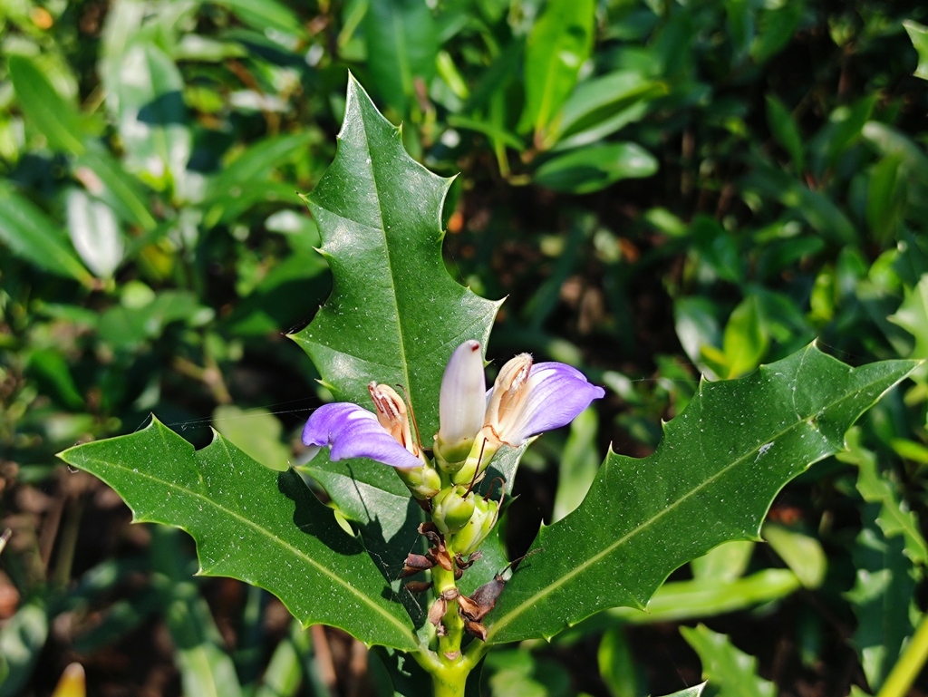 holly mangrove from 中国海南省海口市美兰区 on February 13, 2023 at 12:30 PM by hui ...