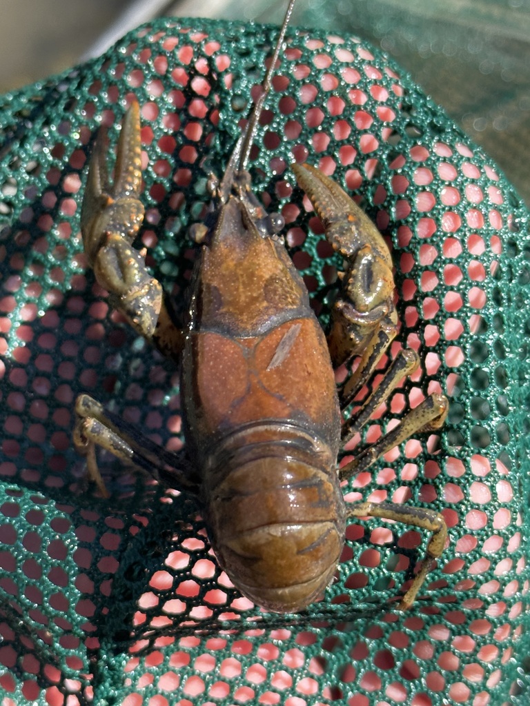 Virile Crayfish from Cunningham Creek, Red Hollow Rd., Jefferson County ...