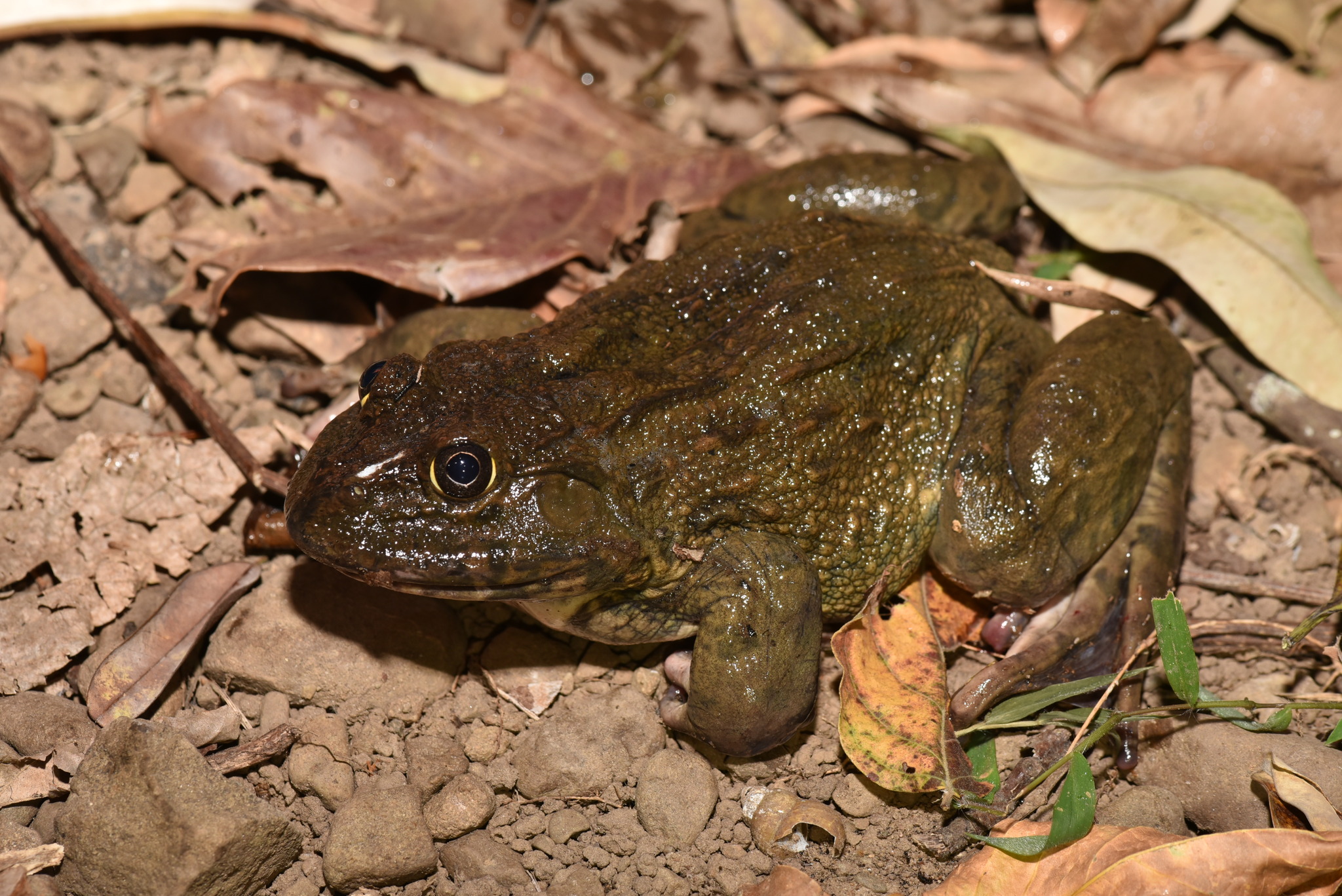 Hoplobatrachus rugulosus (Wiegmann, 1834)