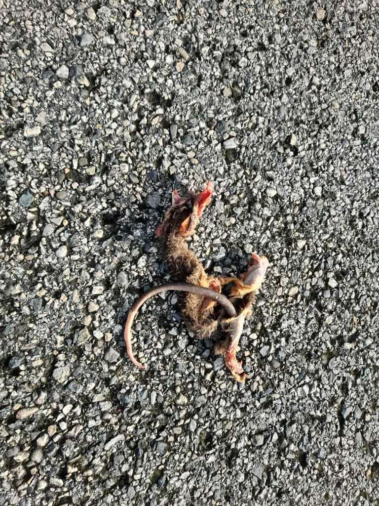 Large New World Opossums from Puntarenas Province, Costa Rica on July ...