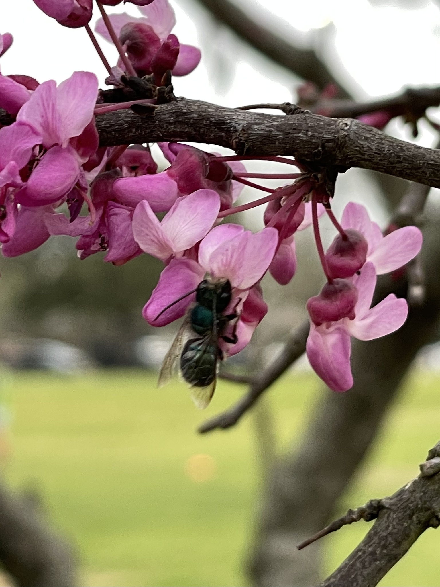Osmia ribifloris Cockerell, 1900