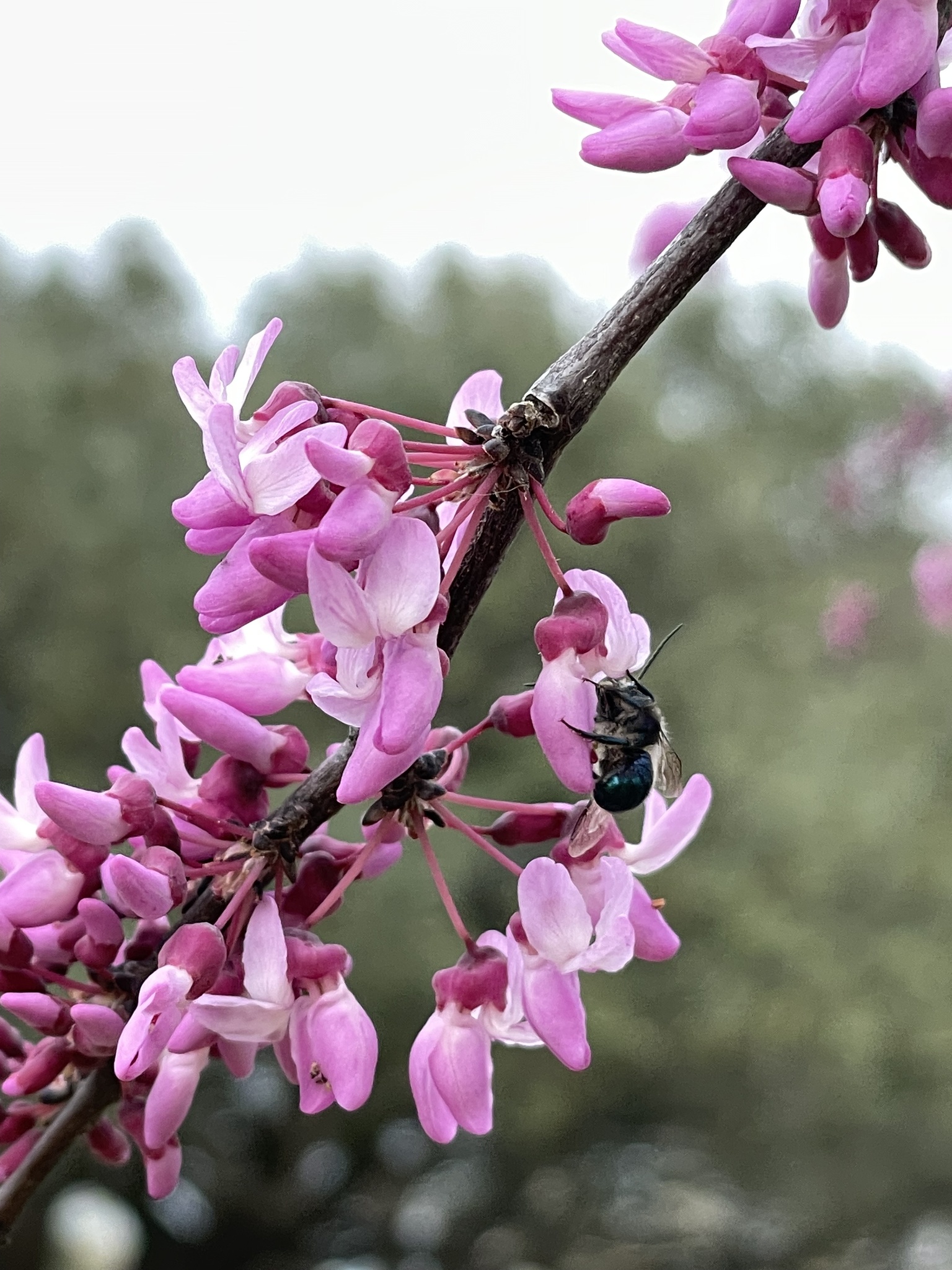 Osmia ribifloris Cockerell, 1900