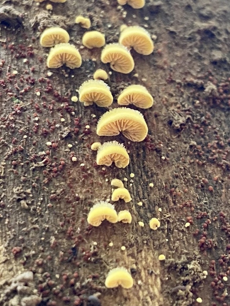 Crepidotus parietalis from Te Ika-a-Māui/North Island, Wellington ...