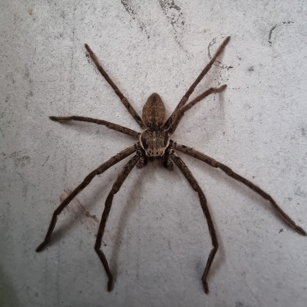 Fireback Huntsman Spider from Silky Oaks Lodge on February 20, 2023 by ...